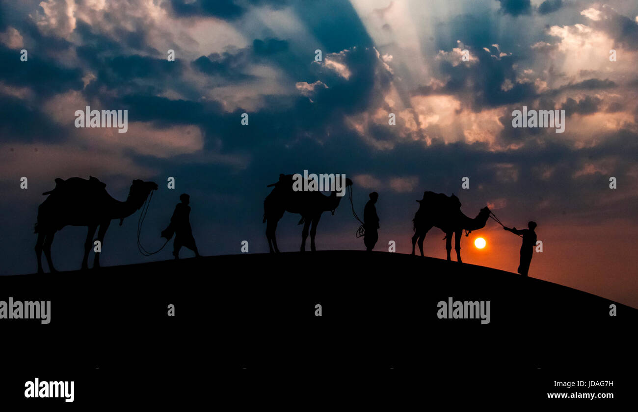 Nice camel on desert hi-res stock photography and images - Alamy