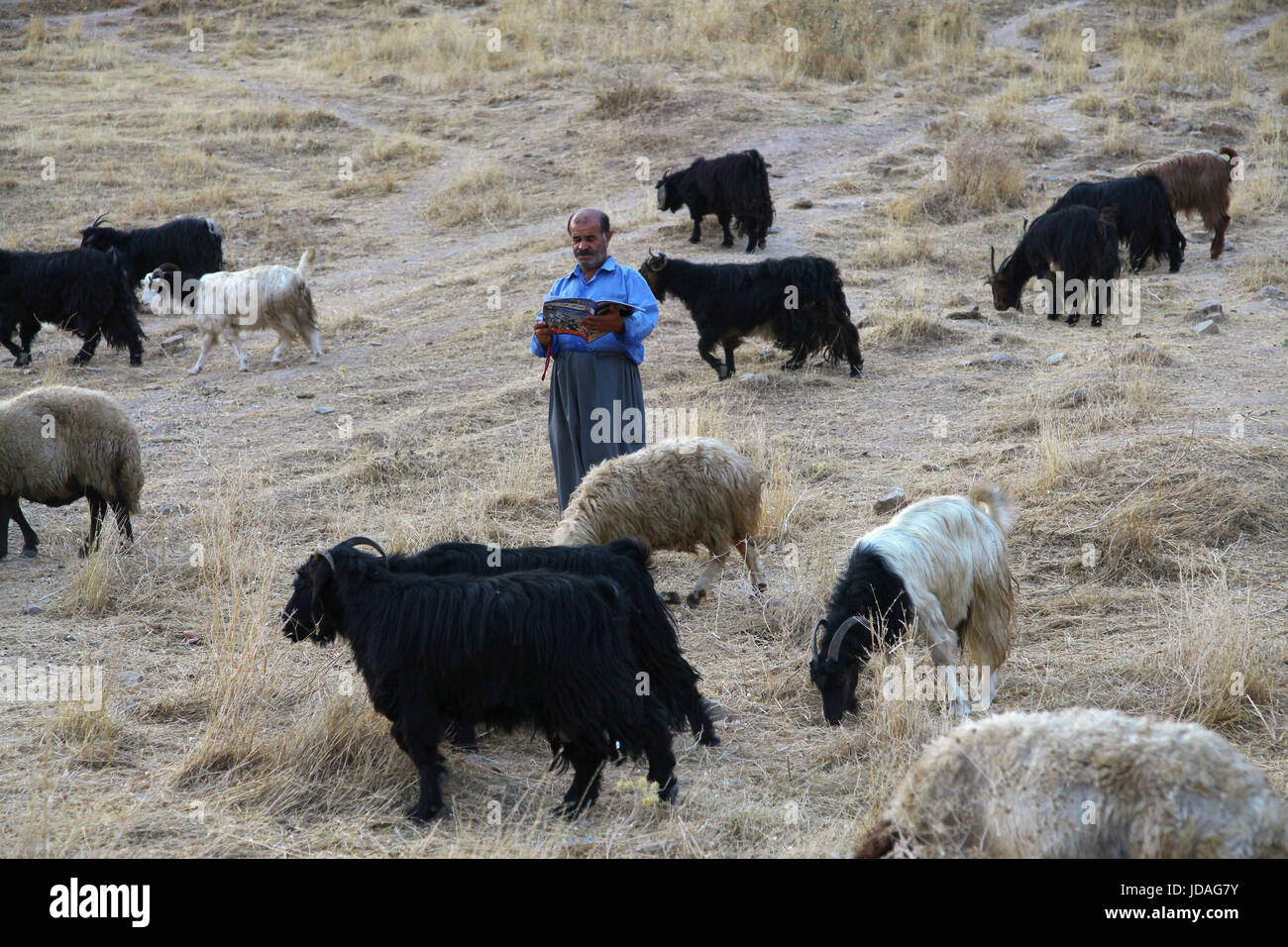 A shepherd herds his sheep in a mountainous area in Soran district of ...