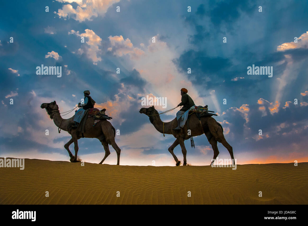 Nice camel on desert in India Stock Photo - Alamy
