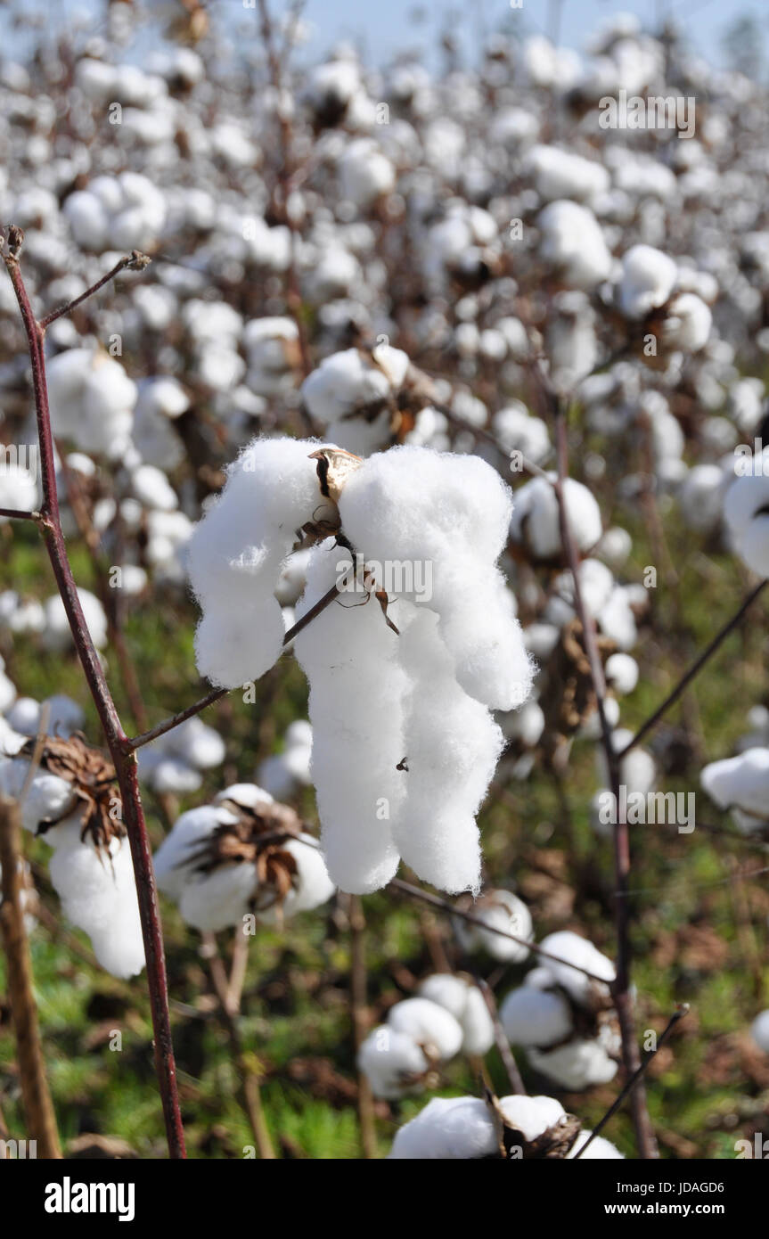 Almost ready to harvest, these cotton plants are bursting with product ...