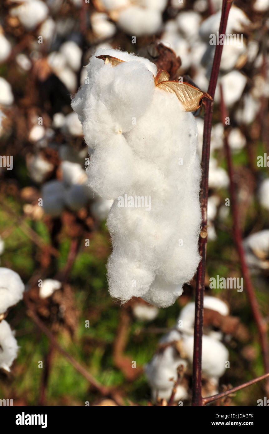 Almost ready to harvest, these cotton plants are bursting with product ...