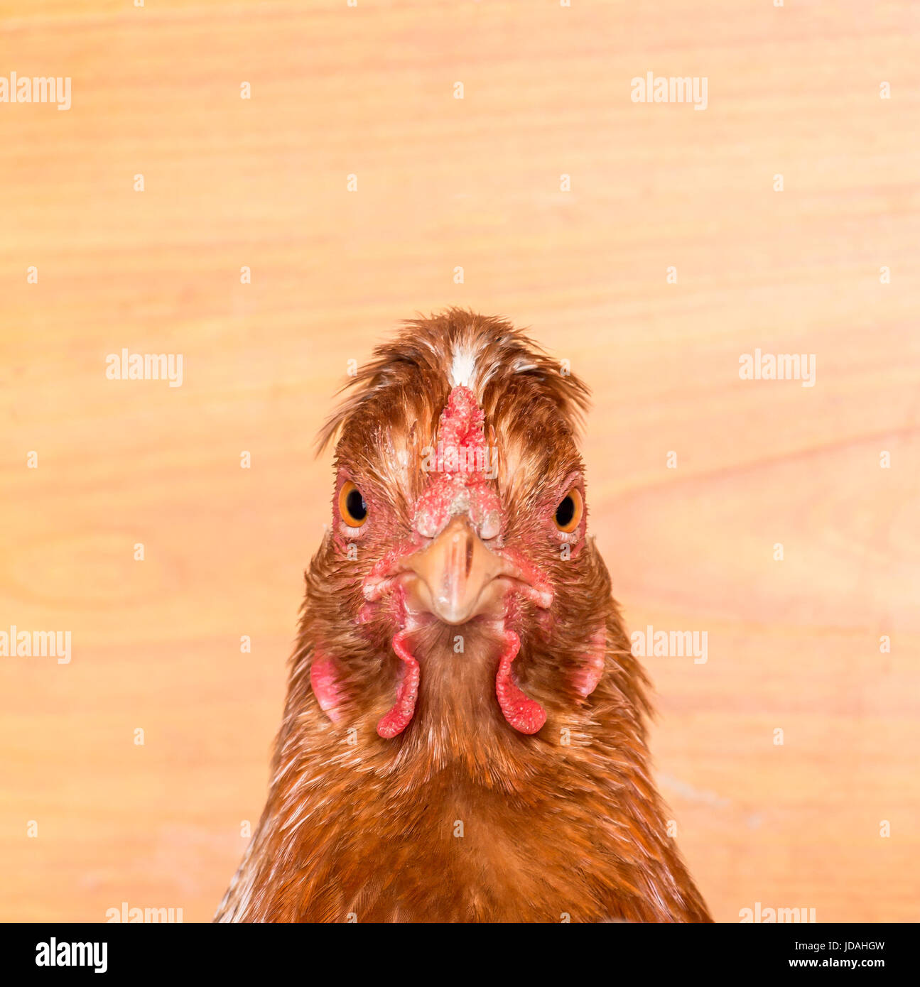 Redhead red head ginger outdoors hi-res stock photography and images ...