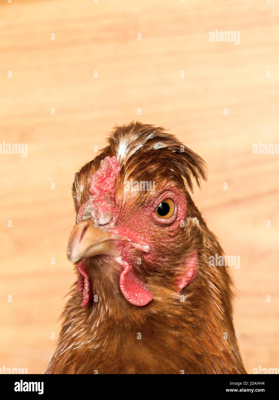 Chicken head in focus hi-res stock photography and images - Alamy