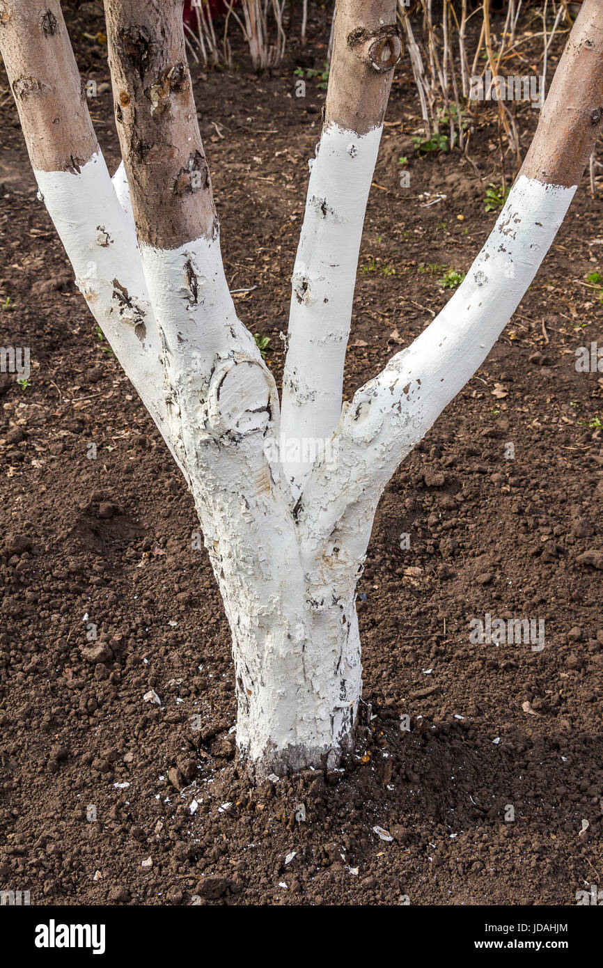 Whitewashing tree trunks hi-res stock photography and images - Alamy
