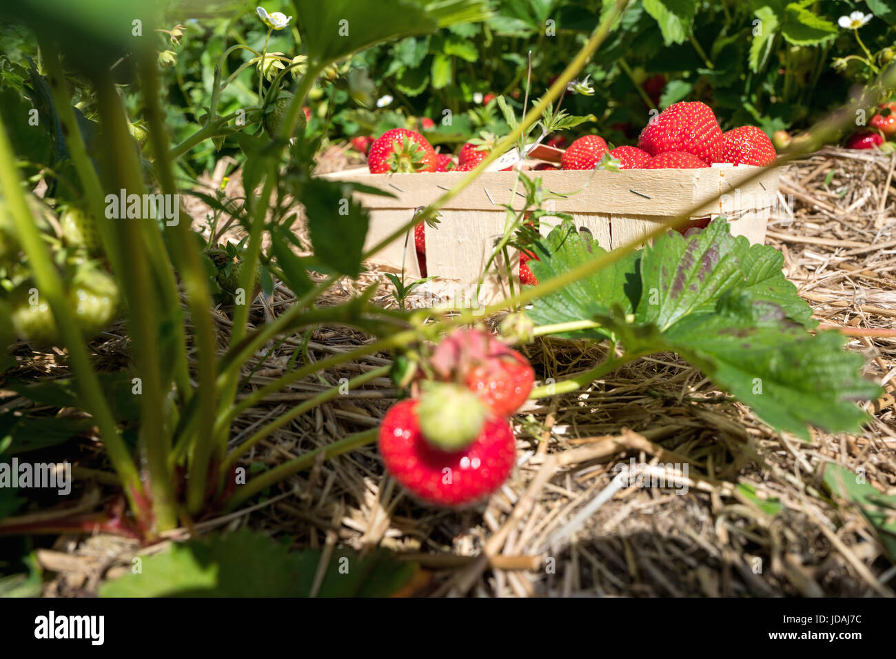 Fruits field hi-res stock photography and images - Alamy