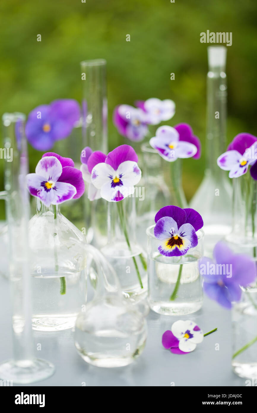 pansy flowers in chemical glassware, table decoration in garden Stock ...
