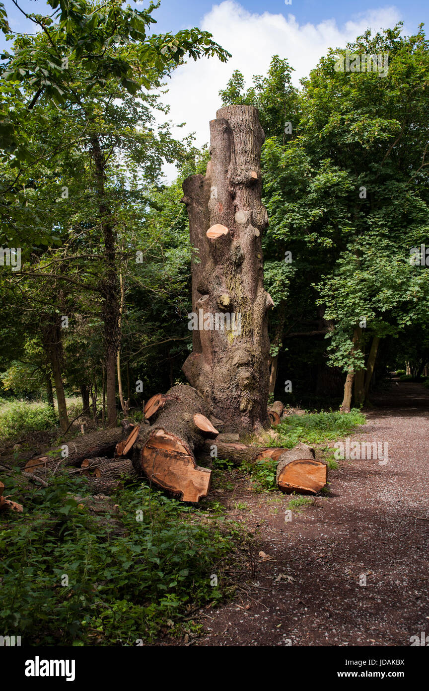 Chopped branch hi-res stock photography and images - Alamy