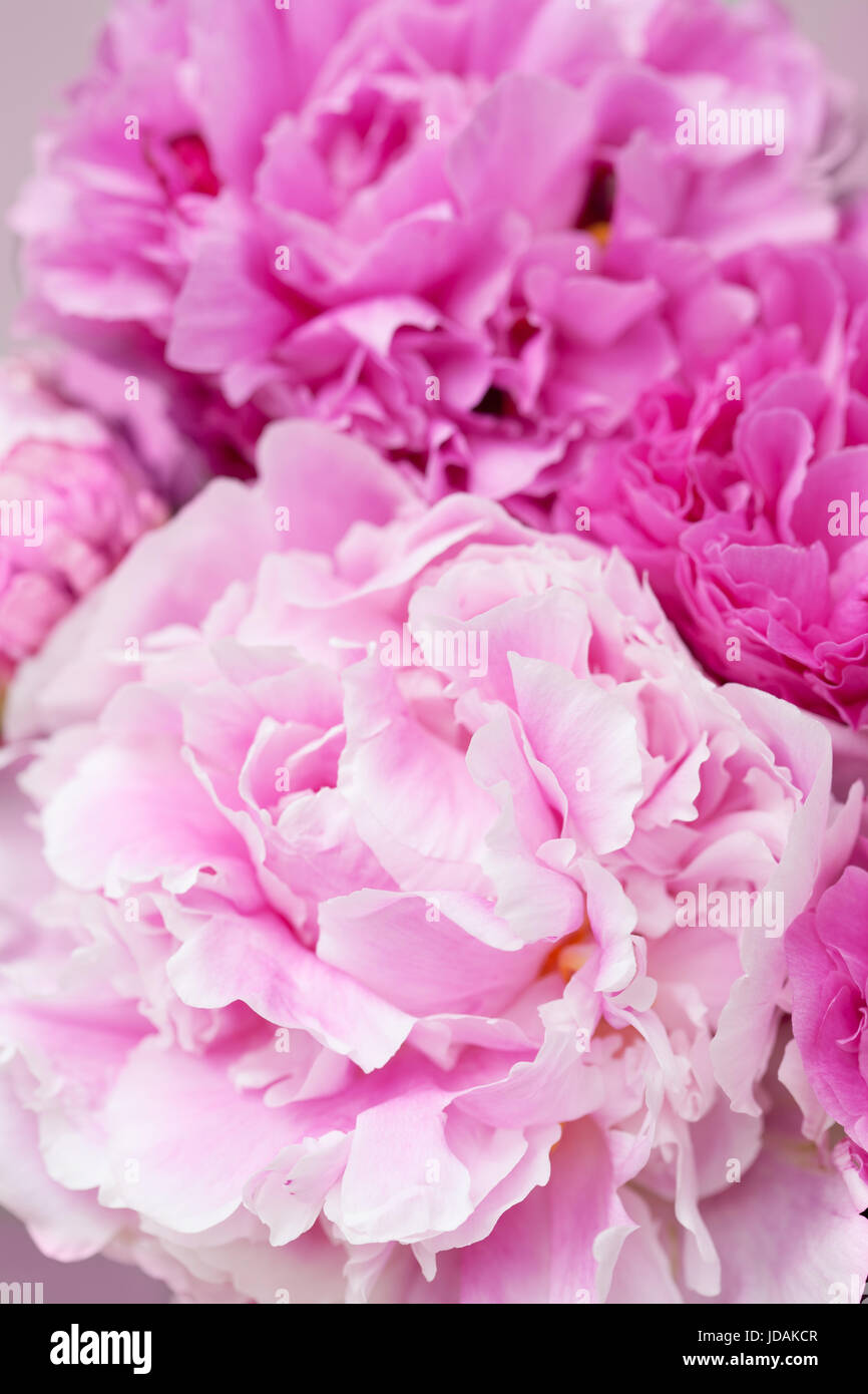 beautiful pink peony flower background Stock Photo - Alamy