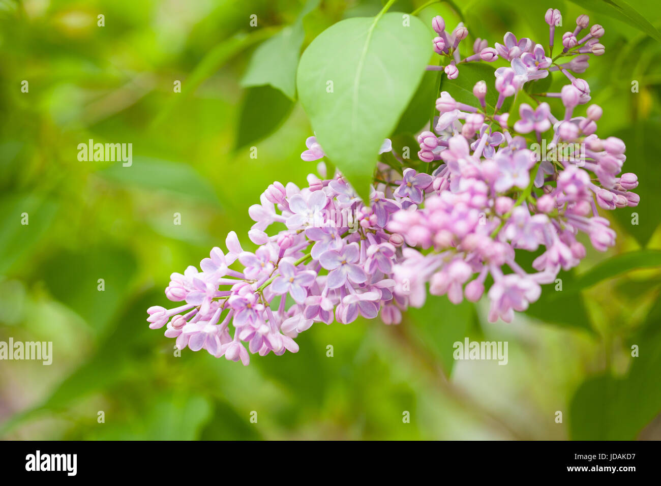 beautiful lilac flowers in garden Stock Photo - Alamy