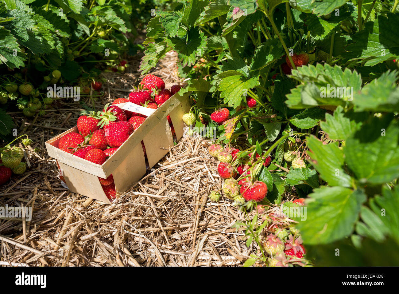 Fruits field hi-res stock photography and images - Alamy