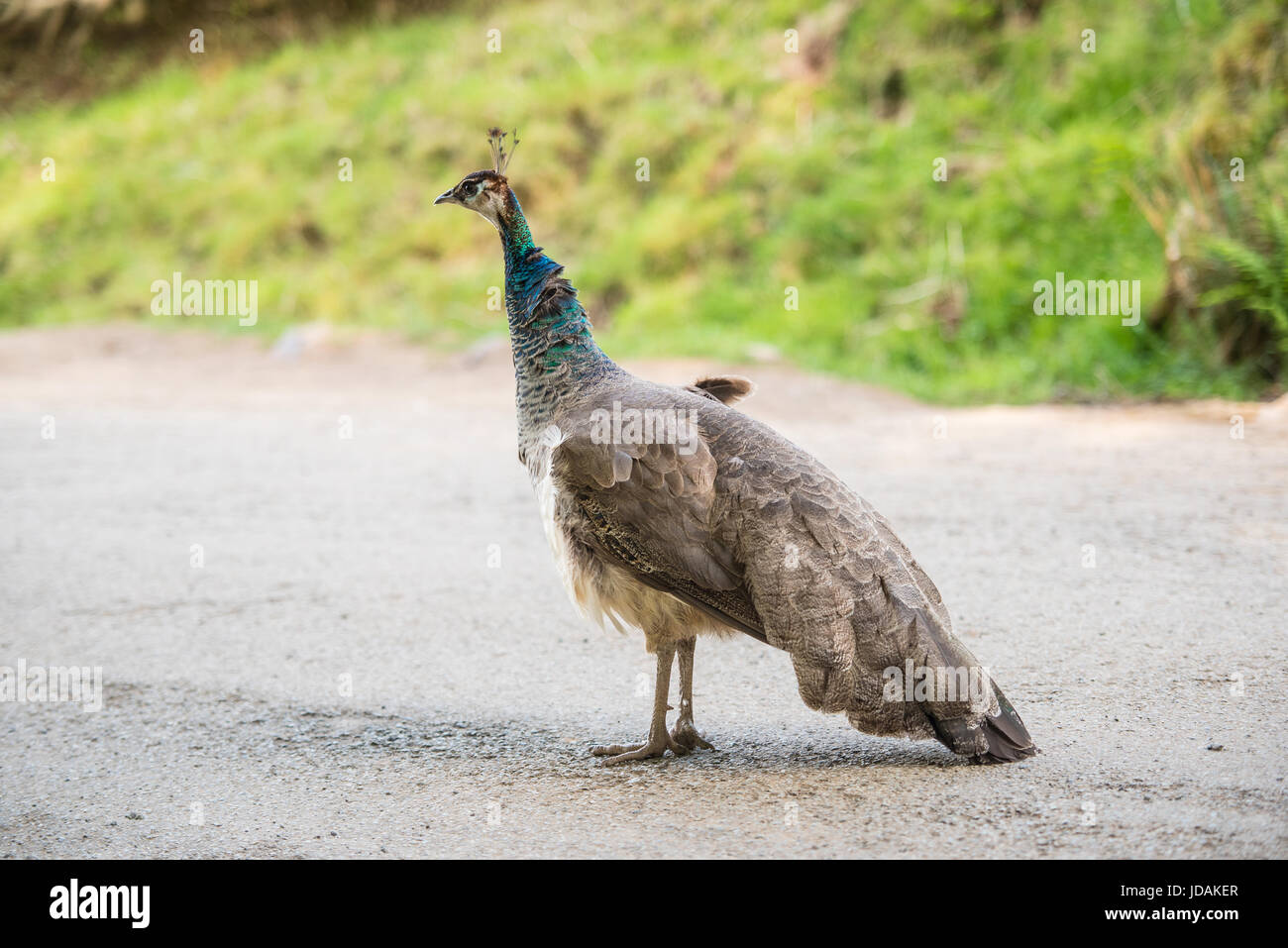 One peacock hen walking freely in the garden Stock Photo - Alamy