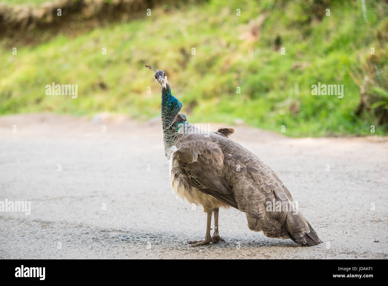 One peacock hen walking freely in the garden Stock Photo - Alamy