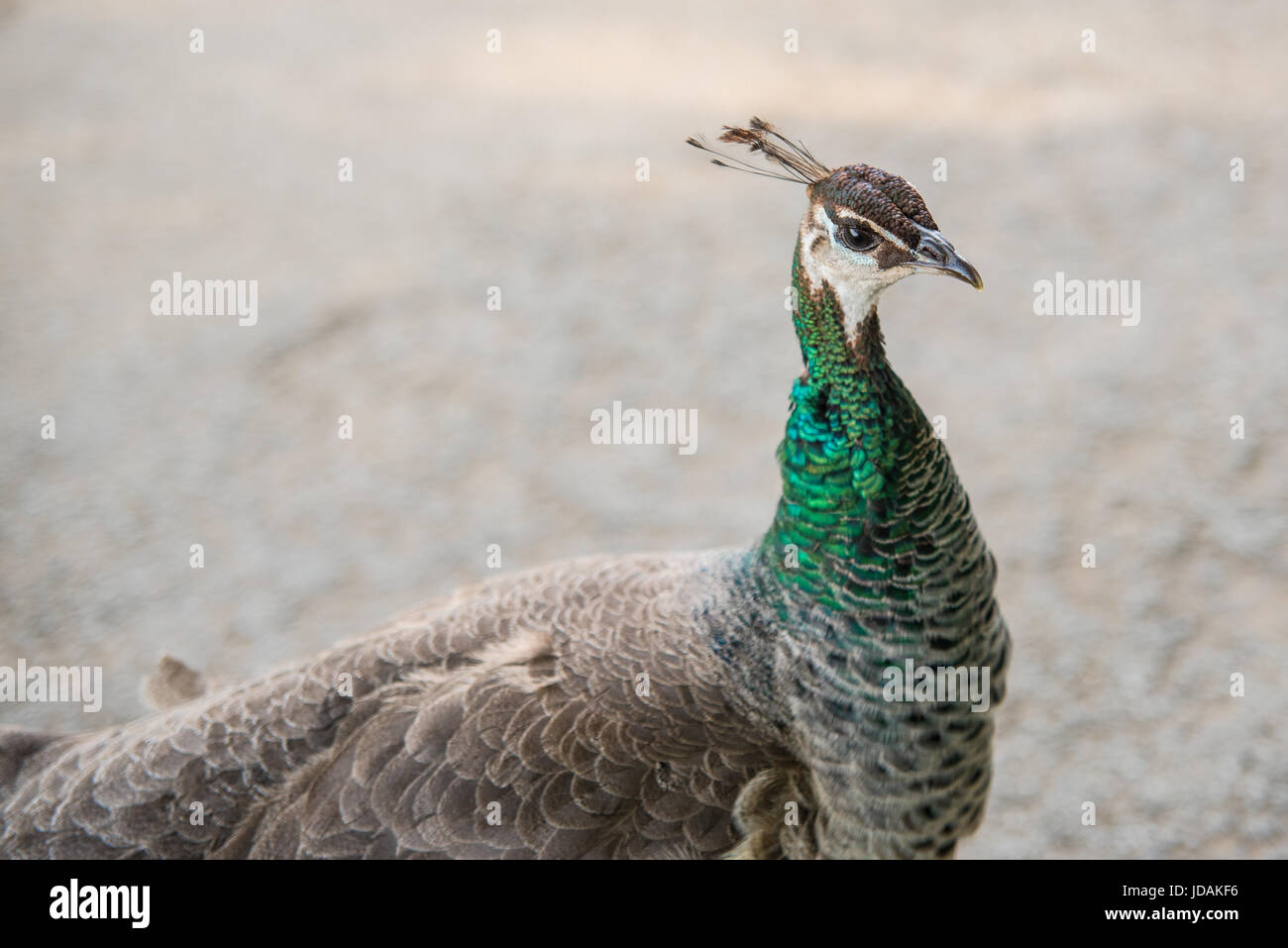 One peacock hen walking freely in the garden Stock Photo - Alamy