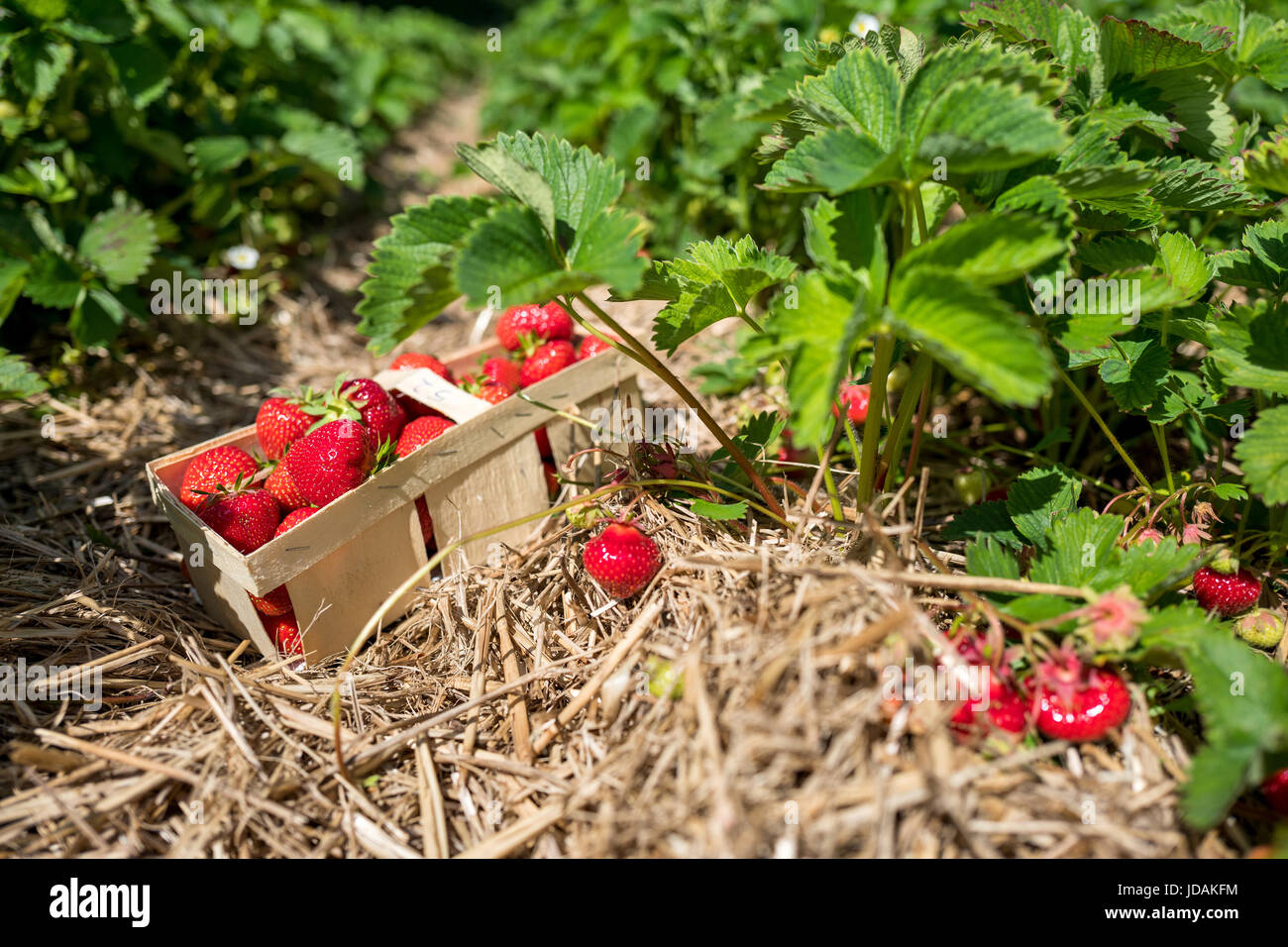 basket full of ripe strawberries at field of a self-picking farm Stock ...