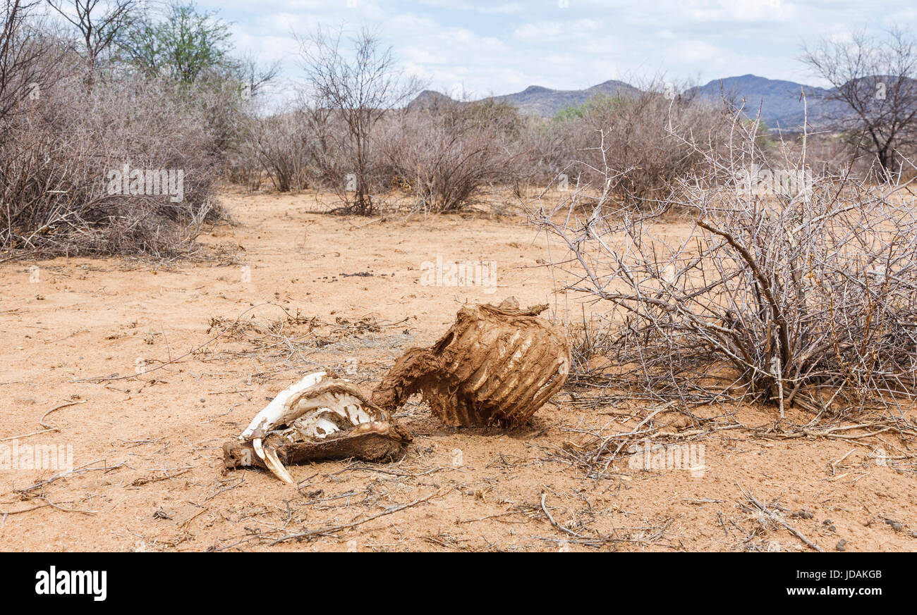 Skull and rib cage of a dead warthog carcass in arid scrubland ...