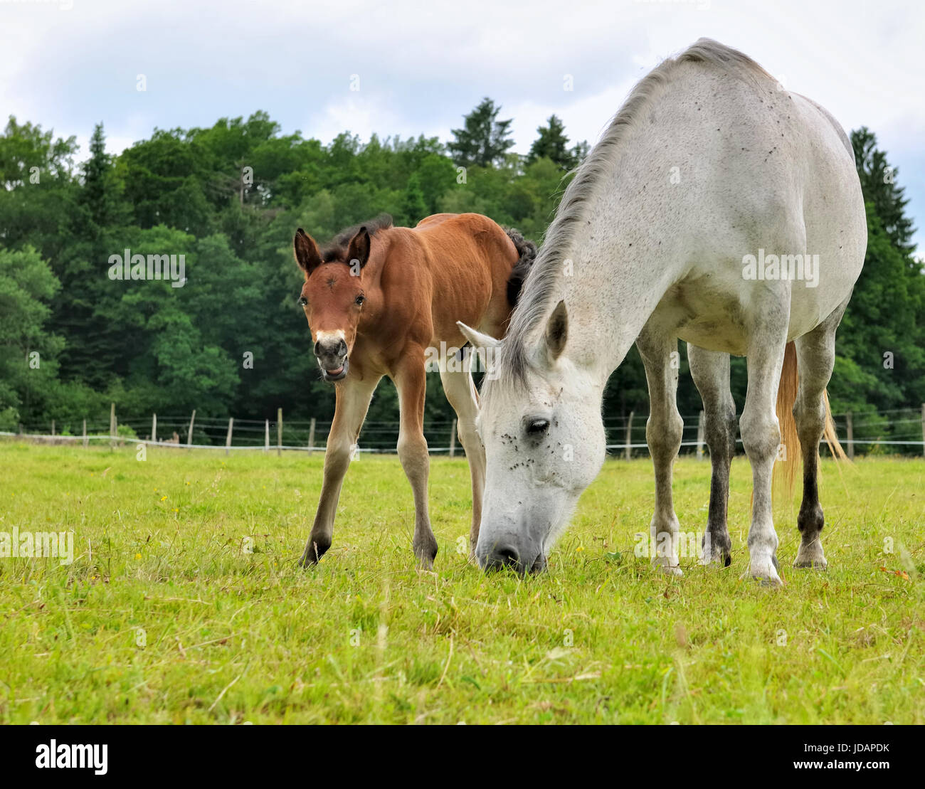 White mare hi-res stock photography and images - Alamy