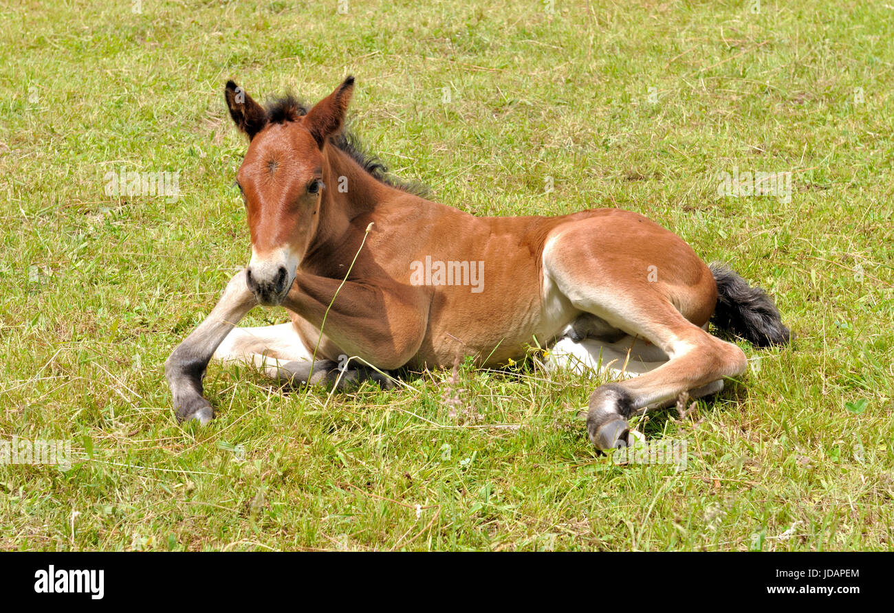 beautiful brown foal lying on the grass Stock Photo - Alamy