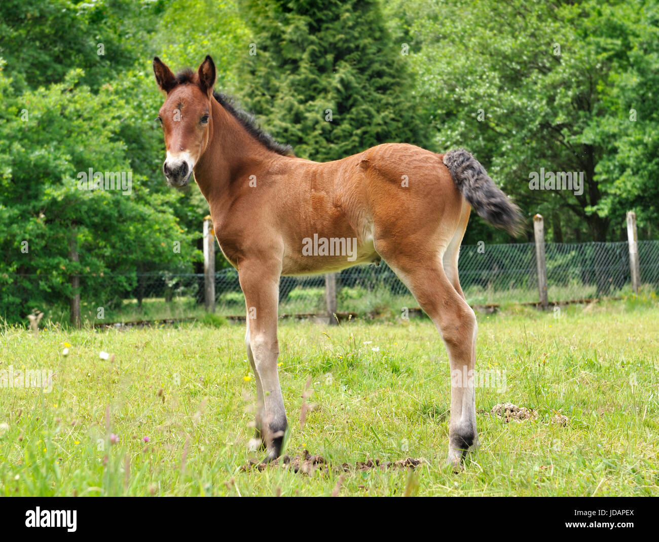 Foal standing in hi-res stock photography and images - Alamy