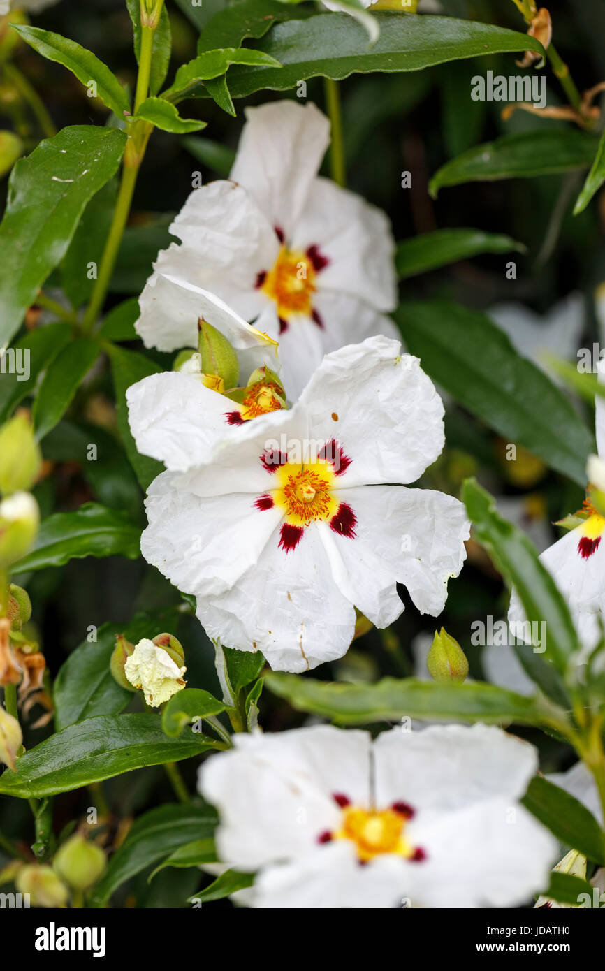 White Cistus, member of the rockrose family, perennial shrub with ...