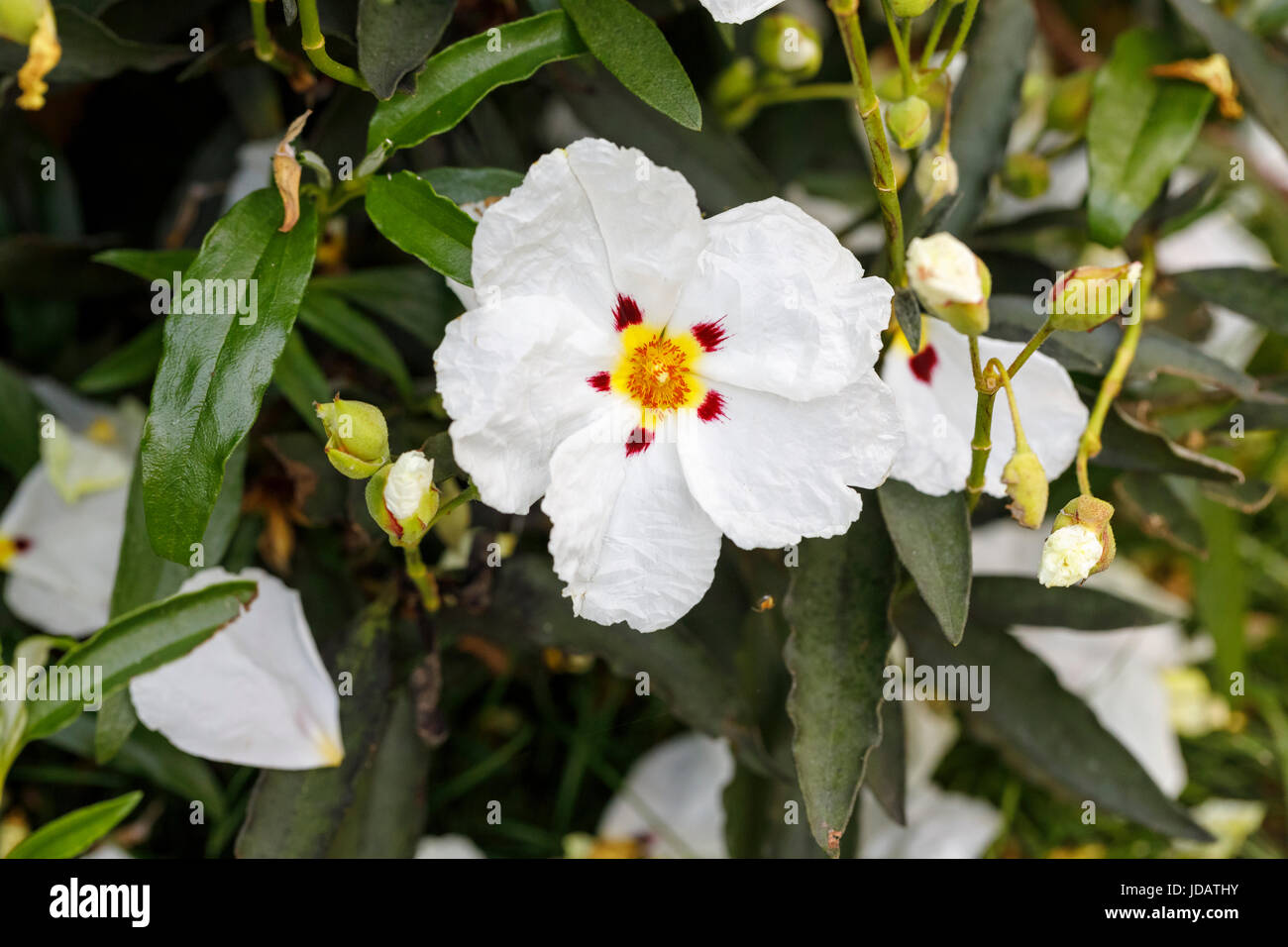 White cistus hi-res stock photography and images - Alamy