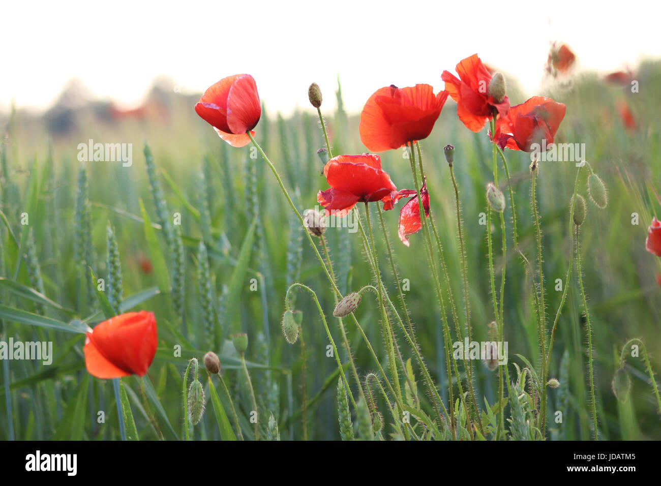 Red poppies on wheat lawn. Green wheat. Blue sky Stock Photo - Alamy