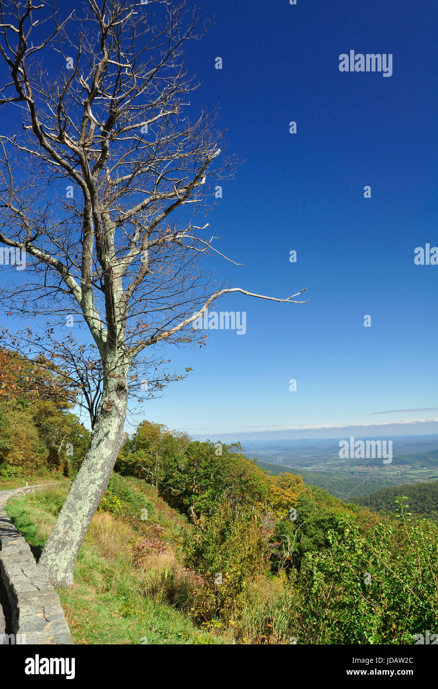 Clinging to this hill here close to Skyline Drive in the Appalachian ...