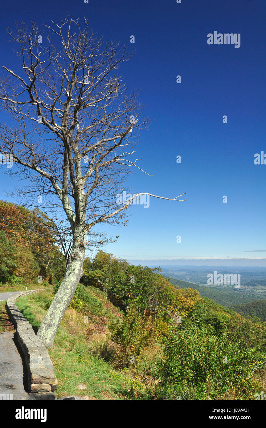Arboreal skyline hi-res stock photography and images - Alamy