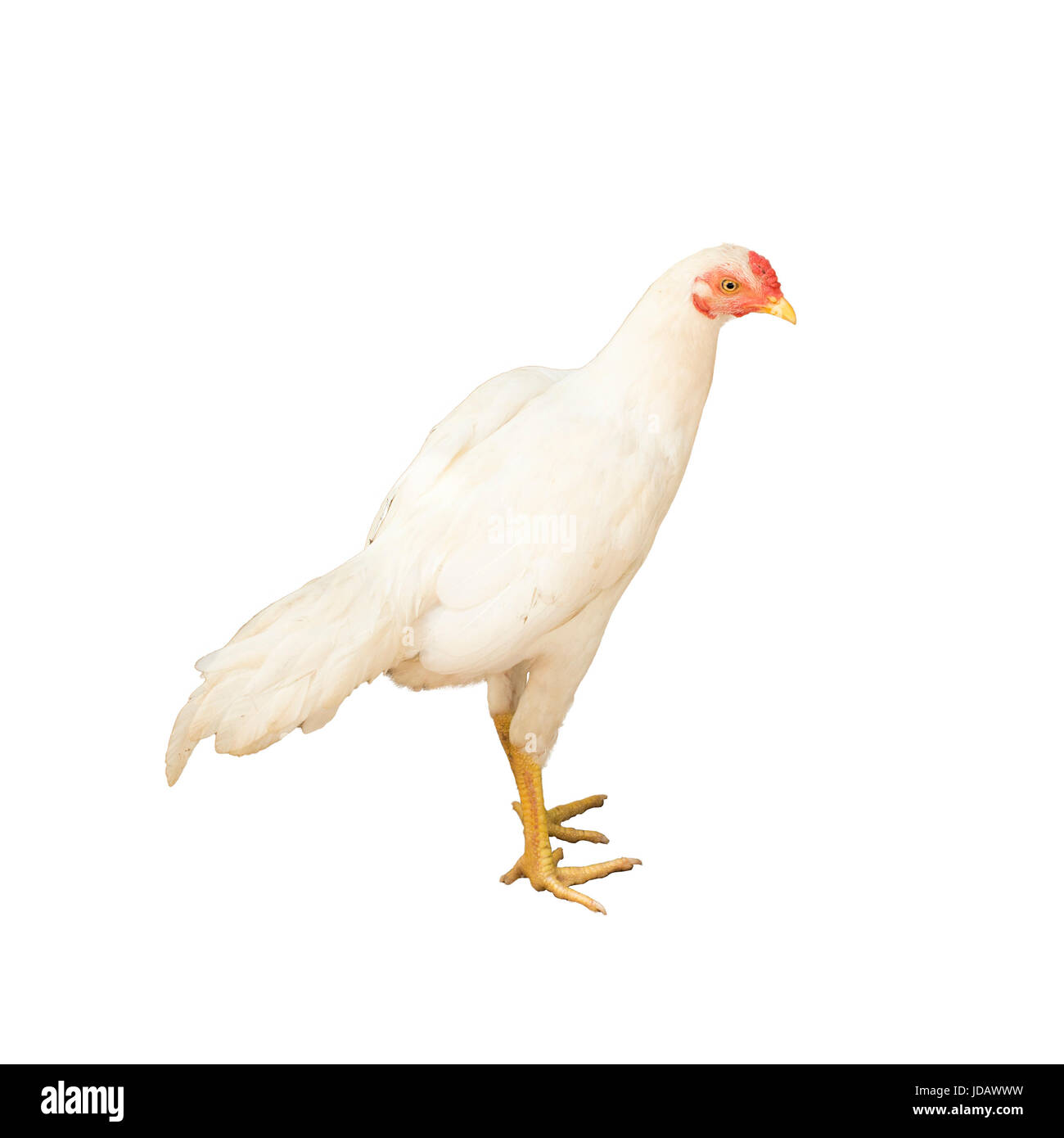 chicken isolated on white background Stock Photo - Alamy