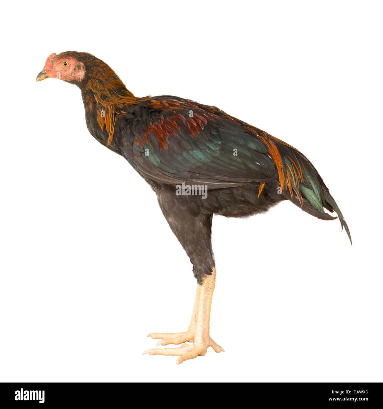 Young Gamecocks isolated on white background Stock Photo - Alamy