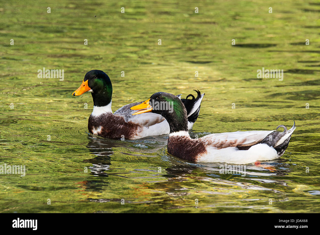 Two Beautiful male ducks swim in the lake Stock Photo - Alamy