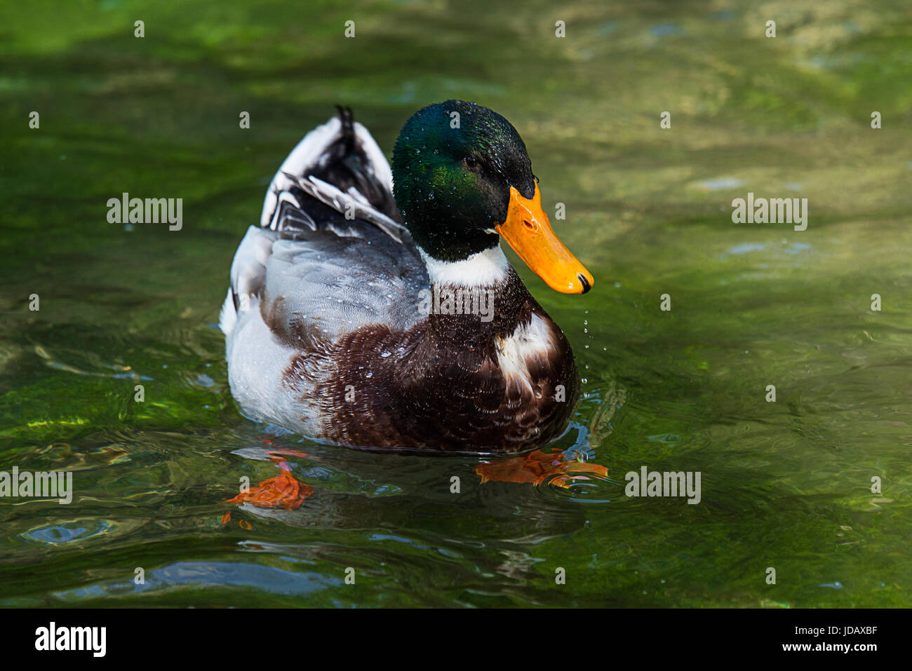 Beautiful male ducks swim in the lake Stock Photo - Alamy