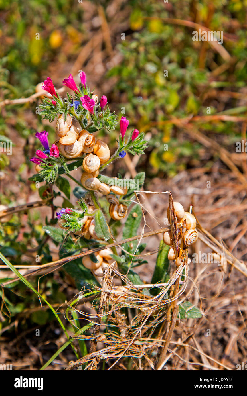 Spanish snails (el caracol) or Gastropoda attached to a dried plant ...