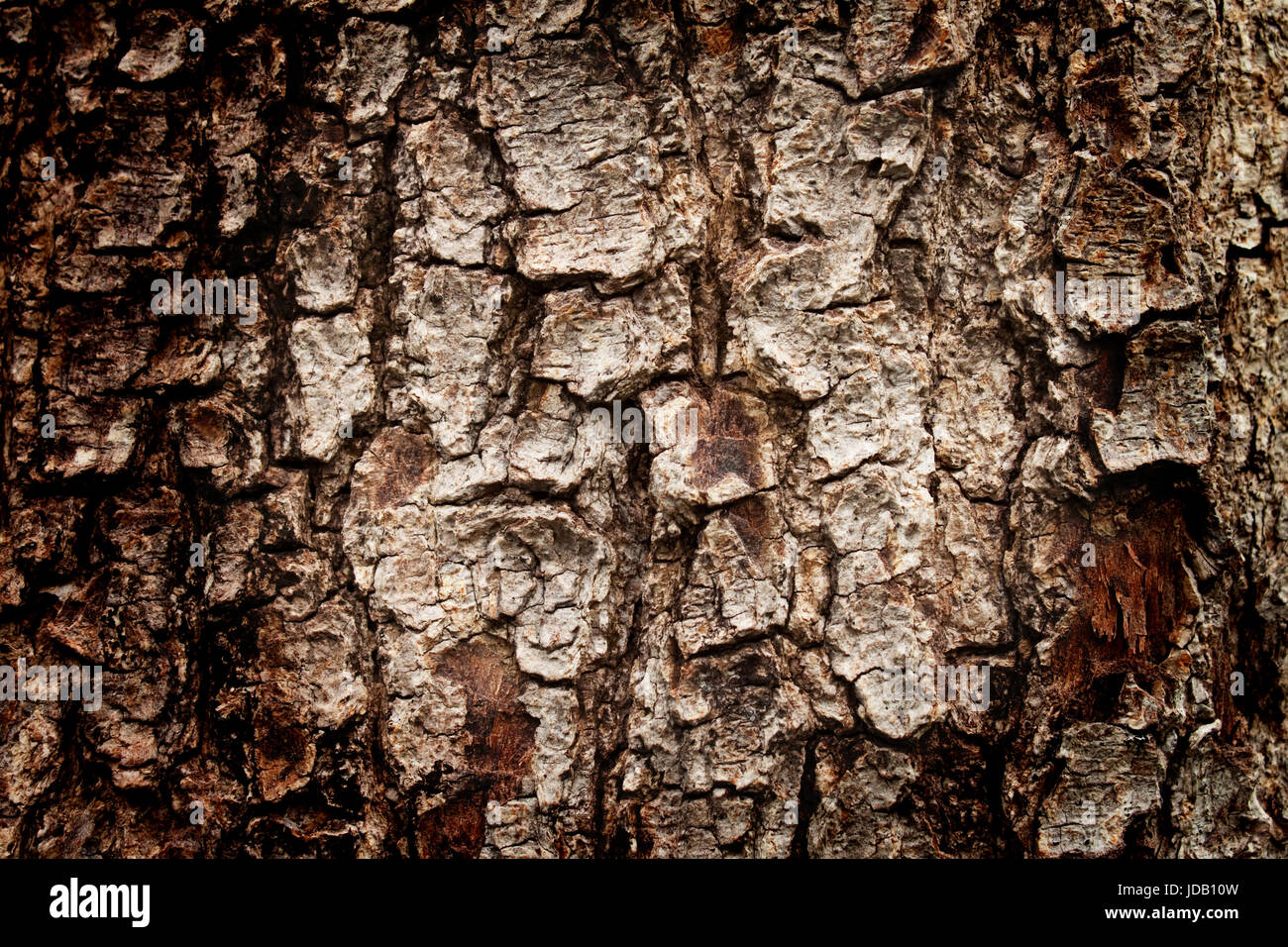 Tree bark texture, take from tamarind tree Stock Photo - Alamy
