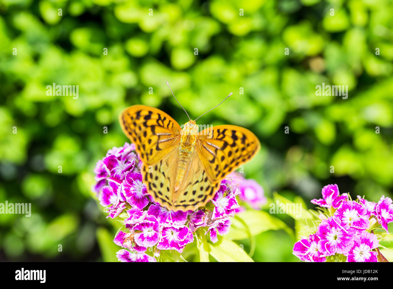 Beautiful butterfly on a carnation ( Dianthus barbatus) flower in a ...