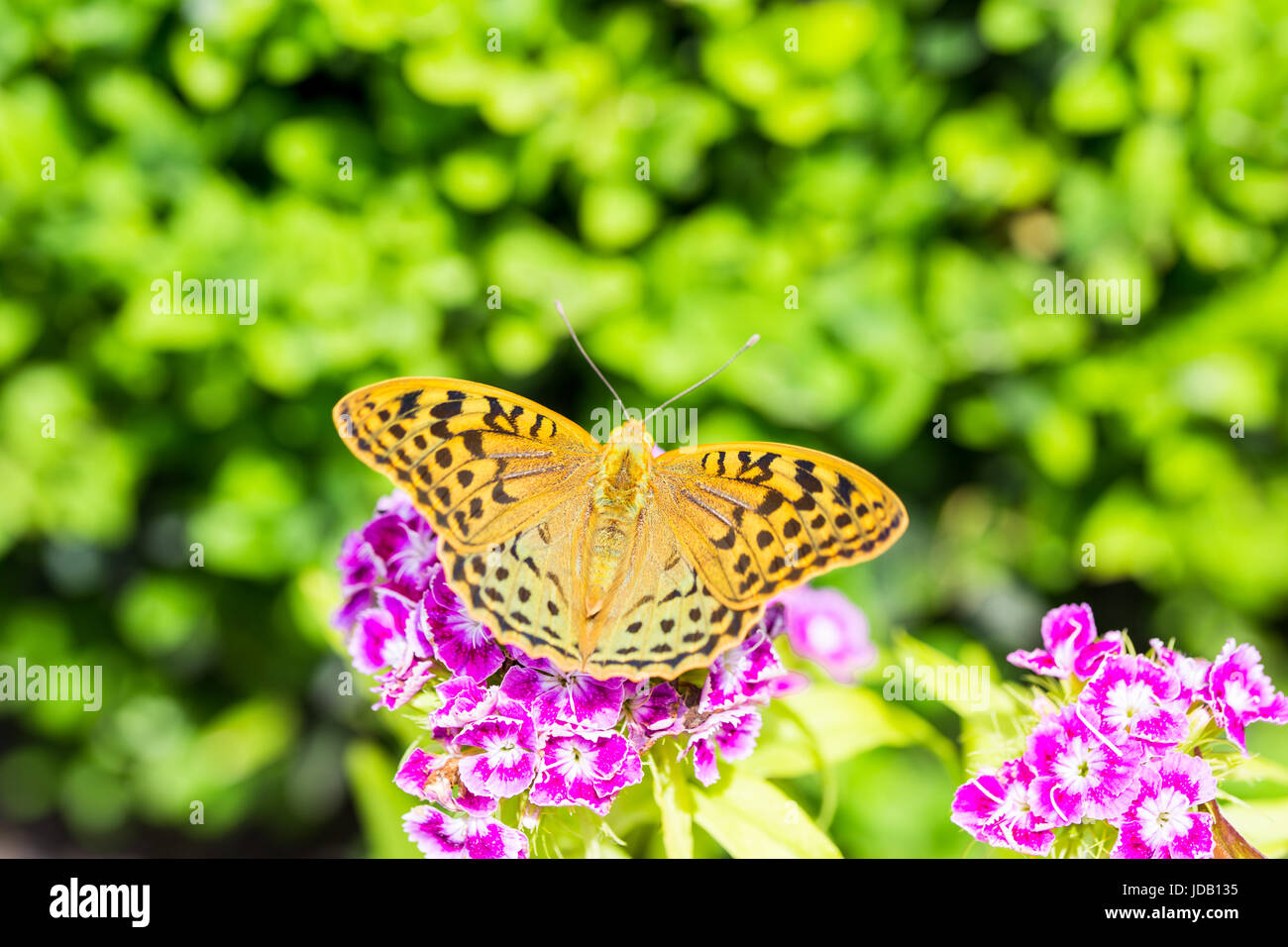 Beautiful butterfly on a carnation ( Dianthus barbatus) flower in a ...