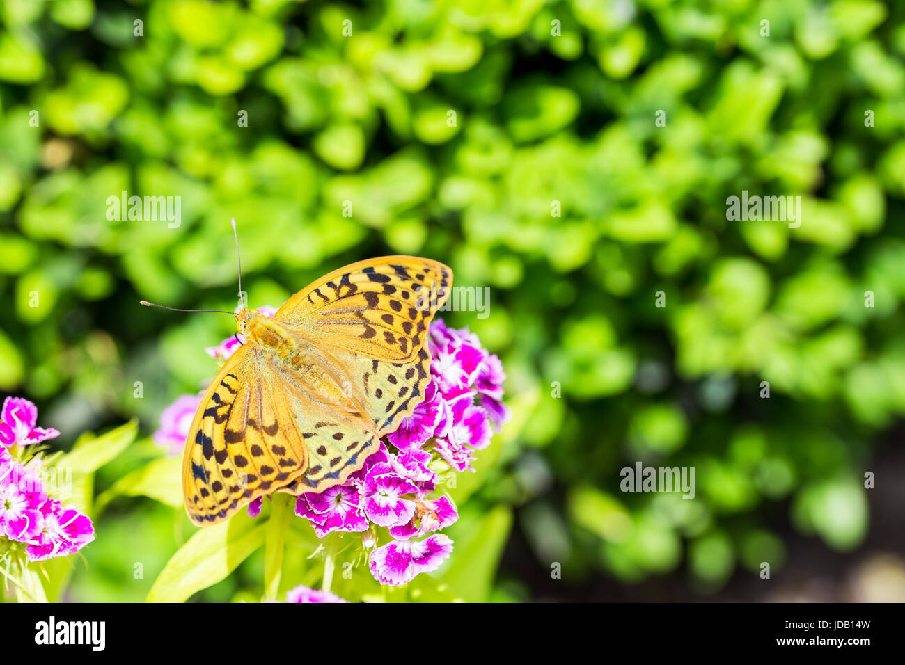 Beautiful butterfly on a carnation ( Dianthus barbatus) flower in a ...