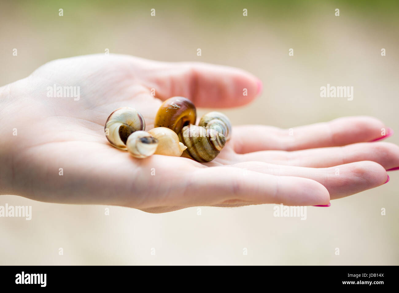 Hand empty snail shells hi-res stock photography and images - Alamy