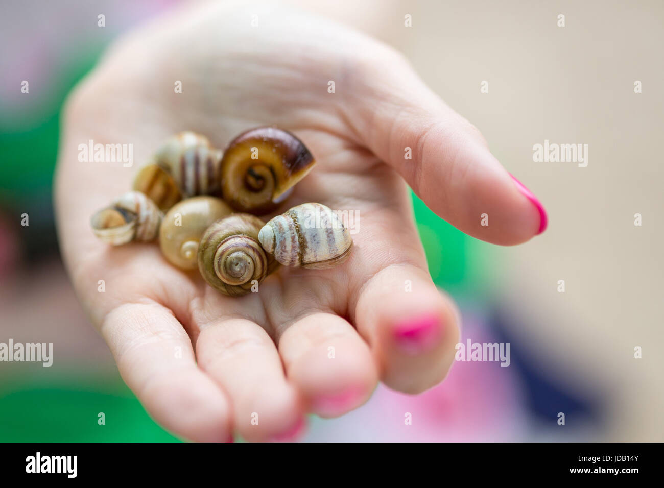 Empty snail shells in a human's hand Stock Photo - Alamy