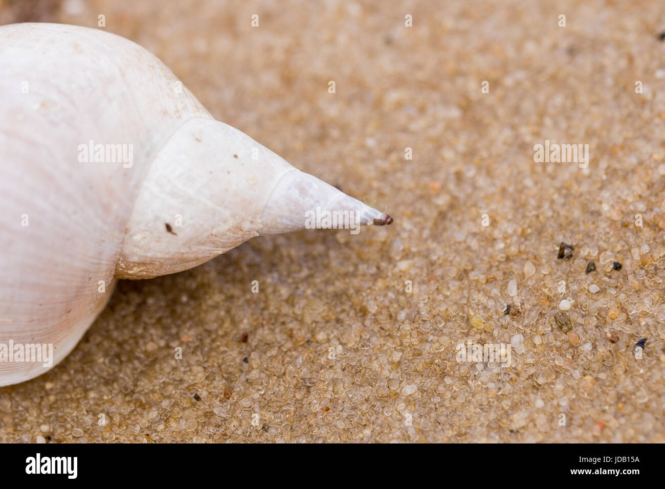 Alone white shell on a sand beach. Close-up Stock Photo - Alamy