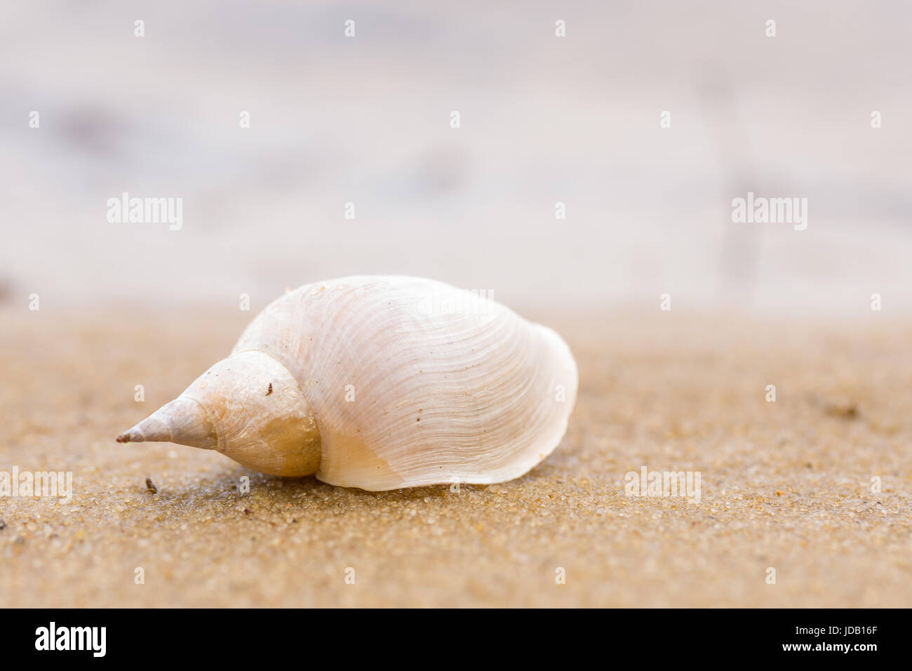 Alone white shell on a sand beach. Close-up Stock Photo - Alamy
