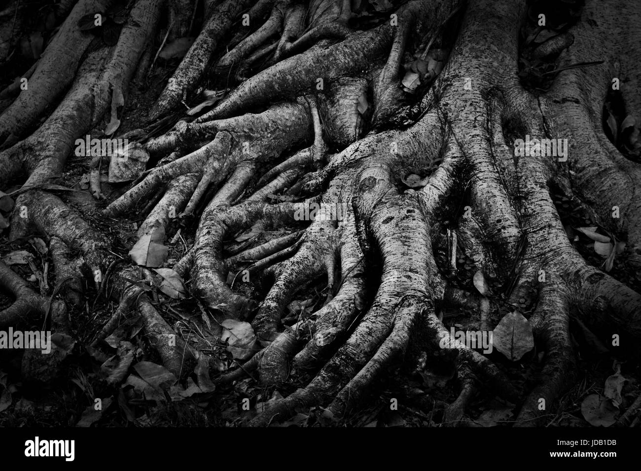 Mature gardening Black and White Stock Photos & Images - Alamy