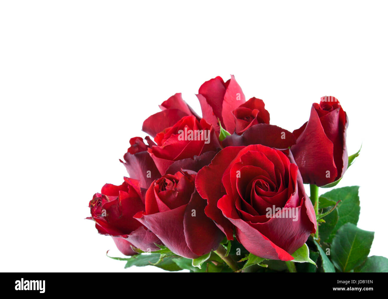 red rose with leaf isolated on white background Stock Photo - Alamy