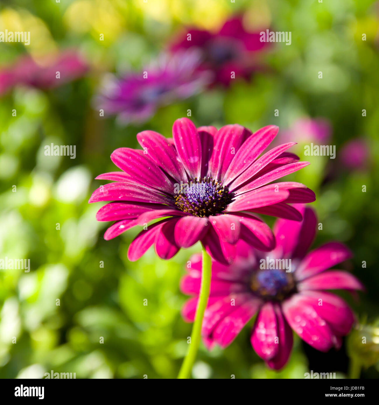 violet flower in nature Stock Photo - Alamy