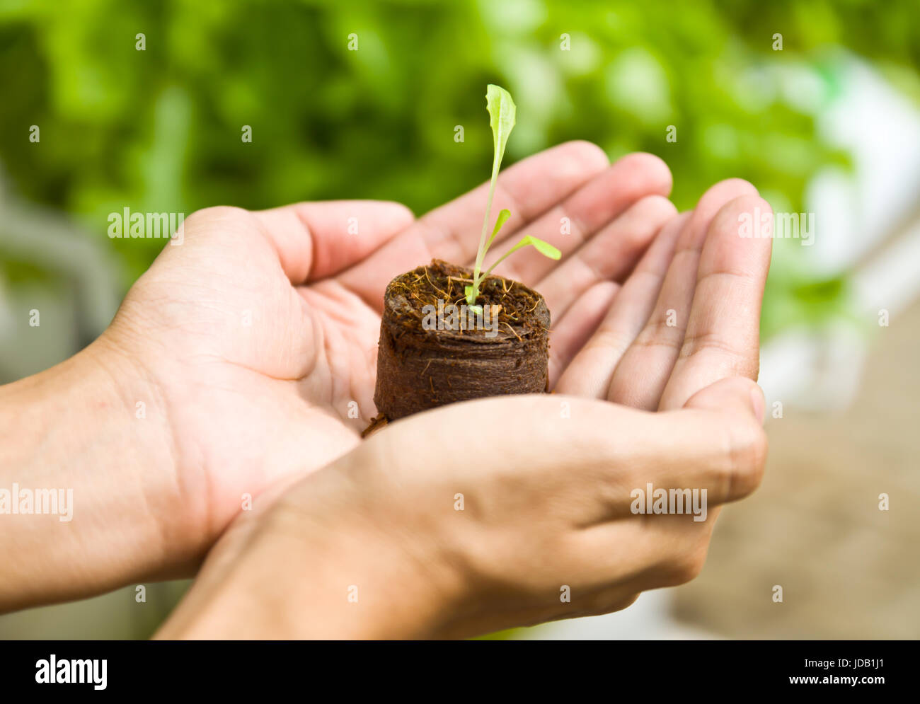 Tree seedling in hand, new hope Stock Photo - Alamy