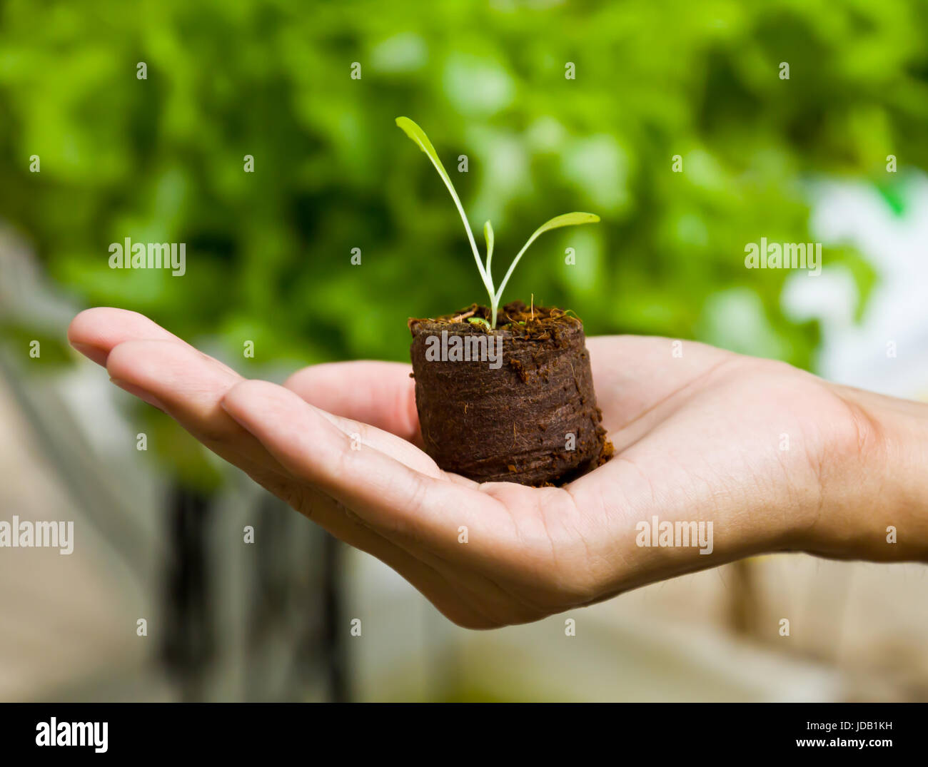 Tree seedling in hand, new hope Stock Photo - Alamy