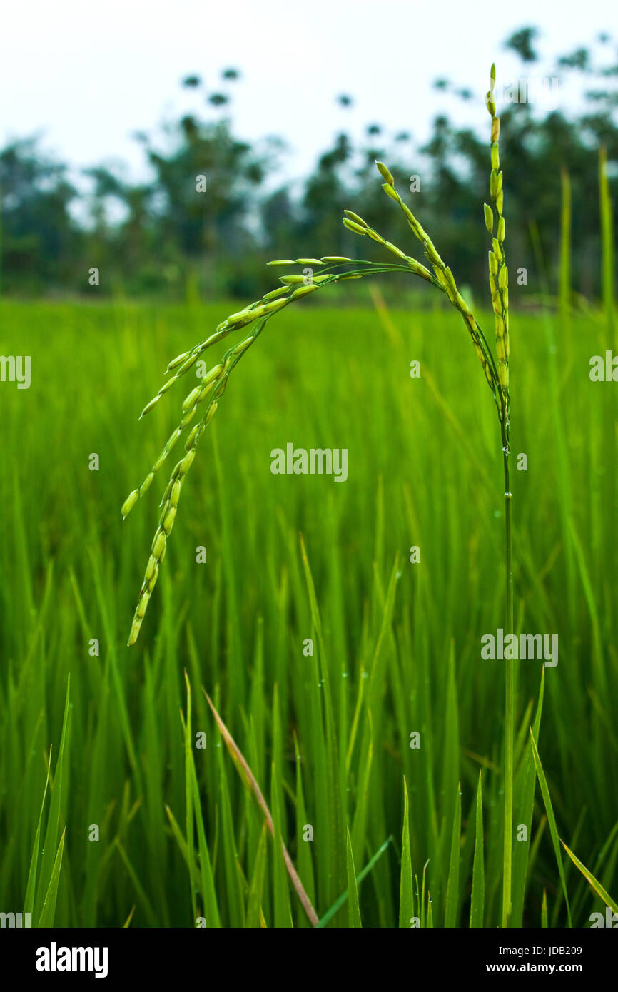 ear of rice Stock Photo - Alamy