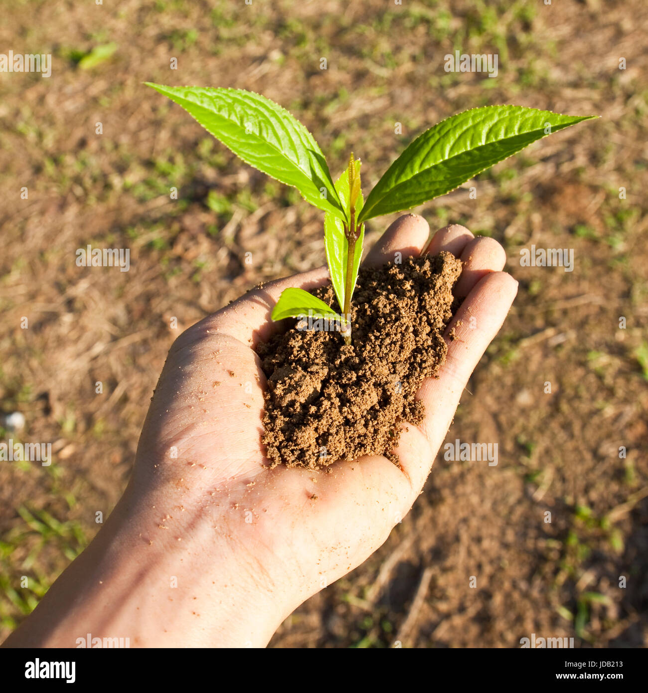 Tree seedling in hand Stock Photo - Alamy
