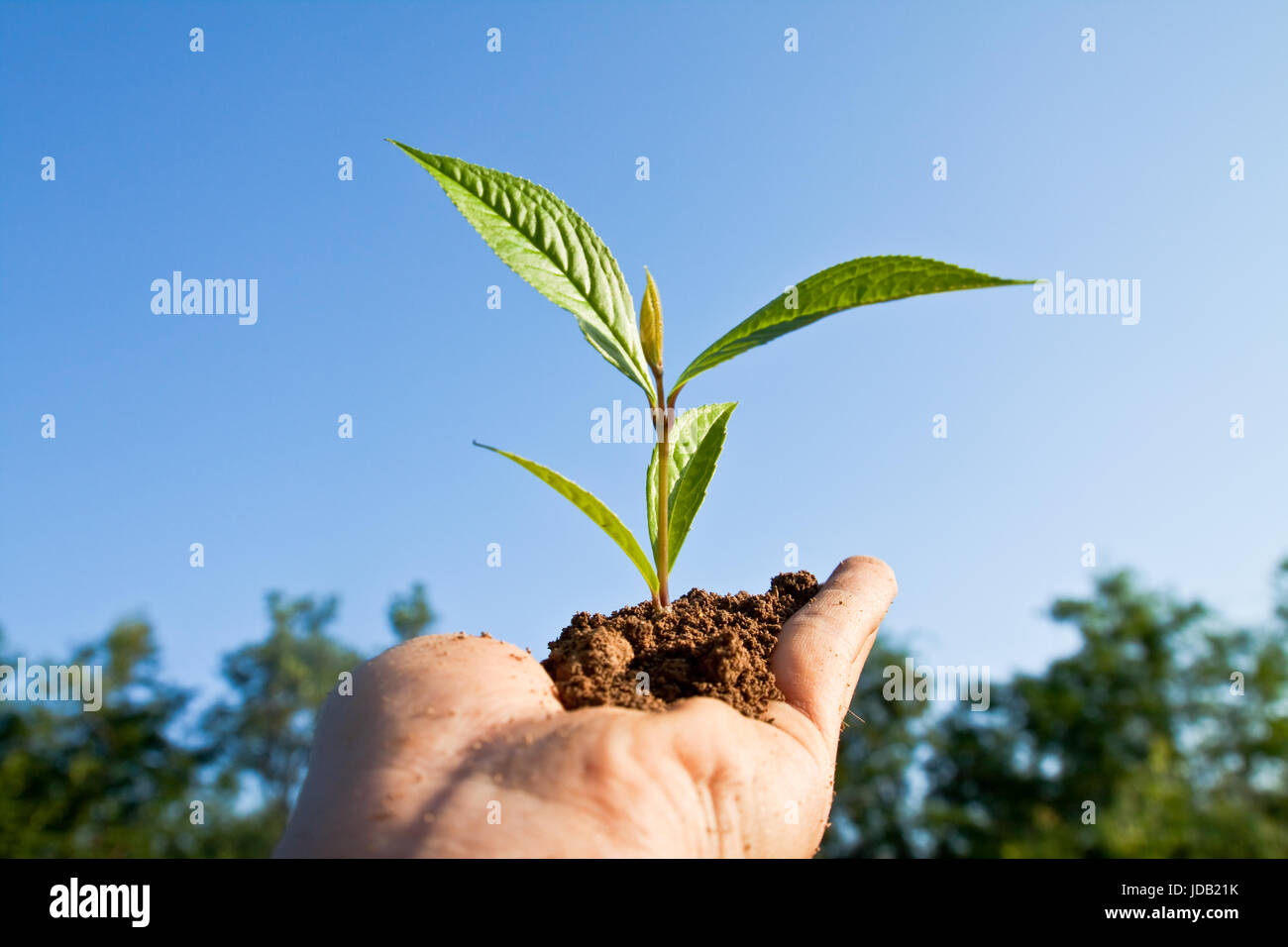 Tree seedling in hand Stock Photo - Alamy
