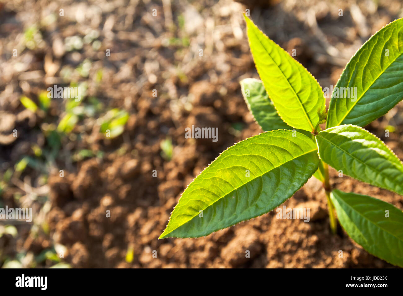 Top view of green leaf on the soil Stock Photo - Alamy