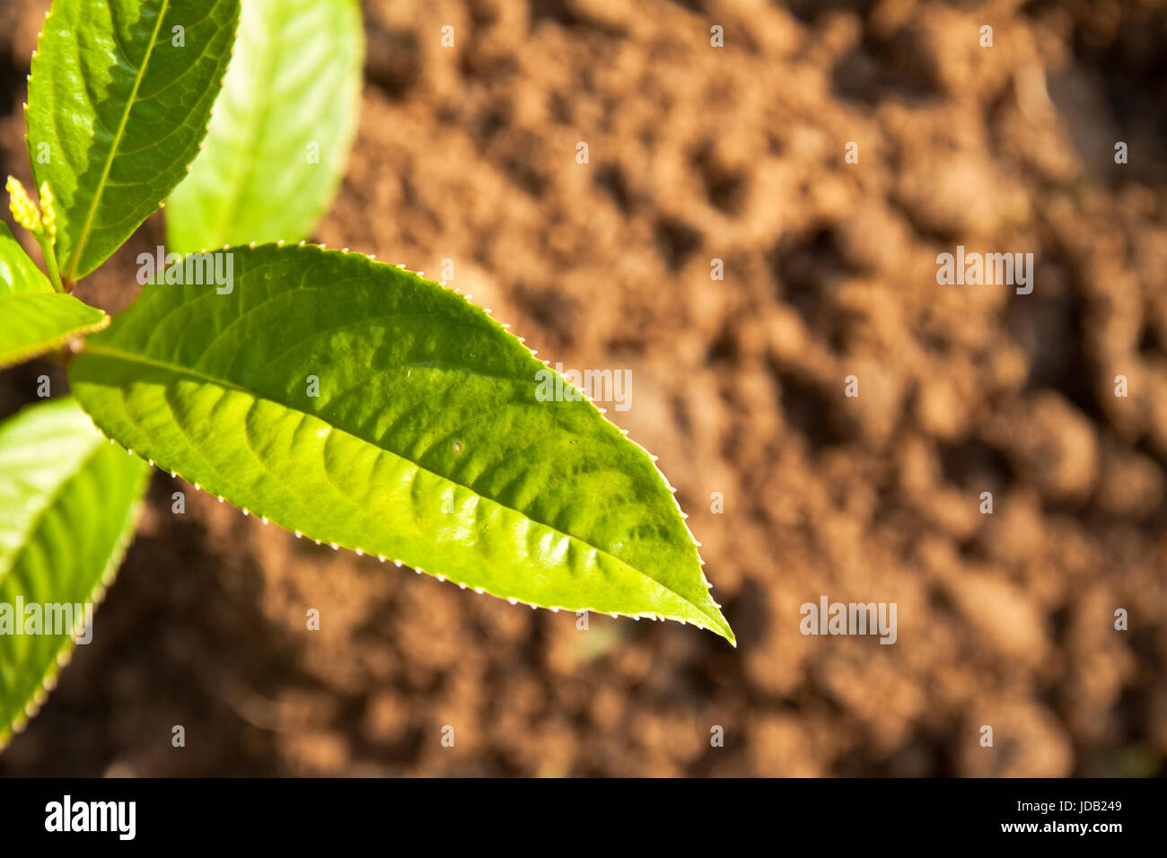 Top view of green leaf on the soil Stock Photo - Alamy